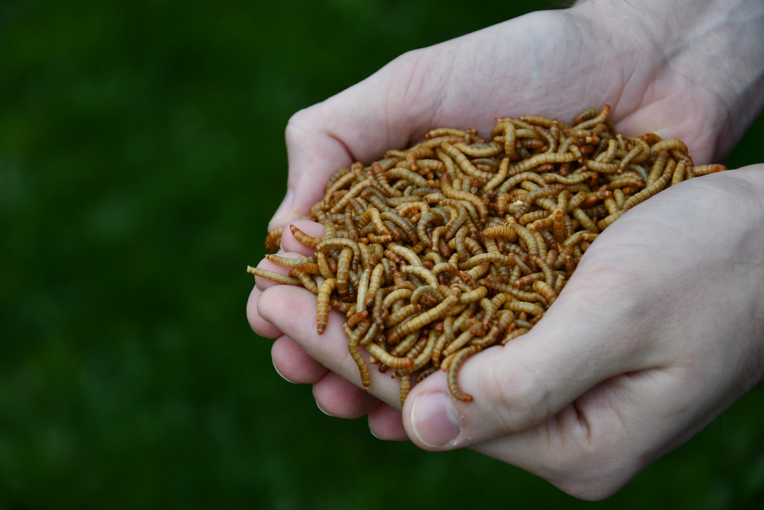 Introsect - Nutricycle